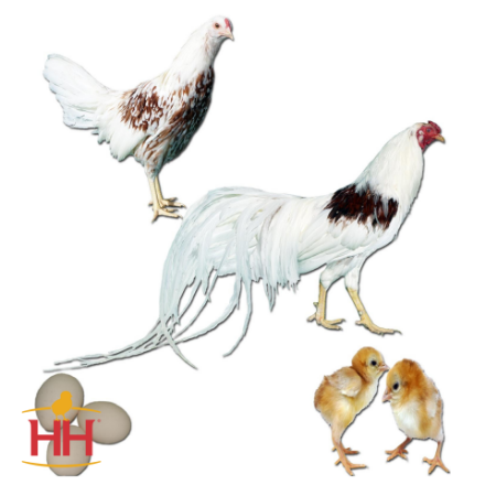 Chicks | Hoover's Hatchery